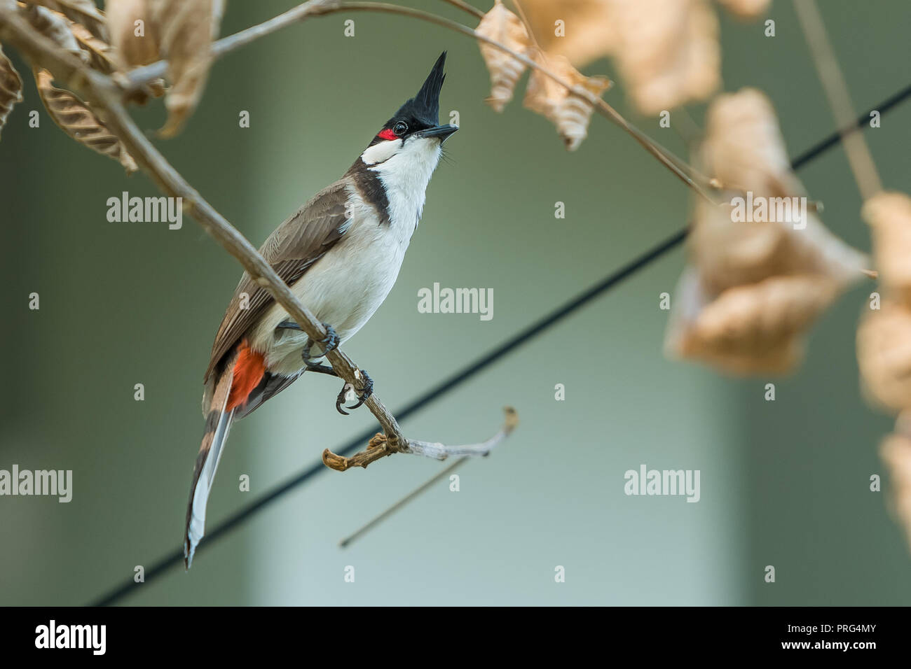 The red-whiskered bulbul or crested bulbul, is a passerine bird found ...