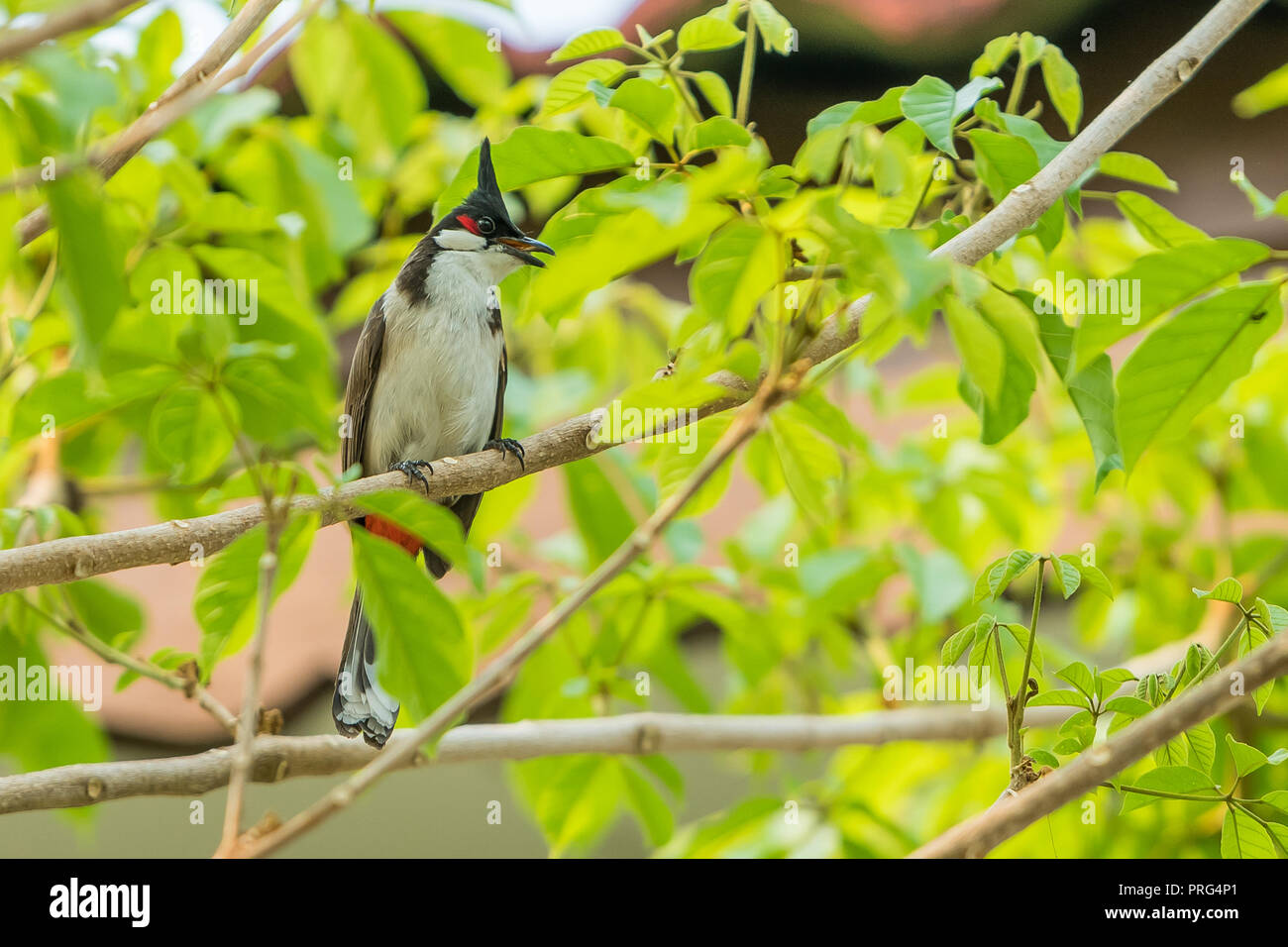 The red-whiskered bulbul or crested bulbul, is a passerine bird found ...