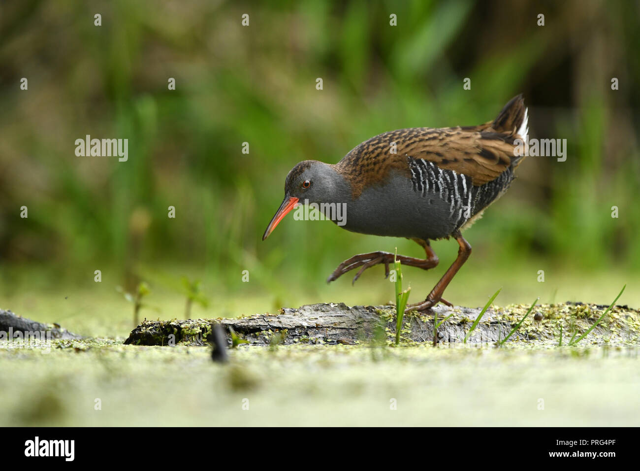 Water Rail (Rallus aquaticus Stock Photo - Alamy