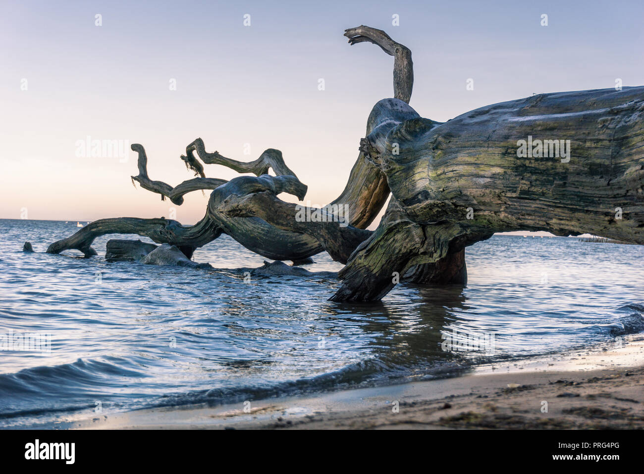 Weathered tree hi-res stock photography and images - Alamy