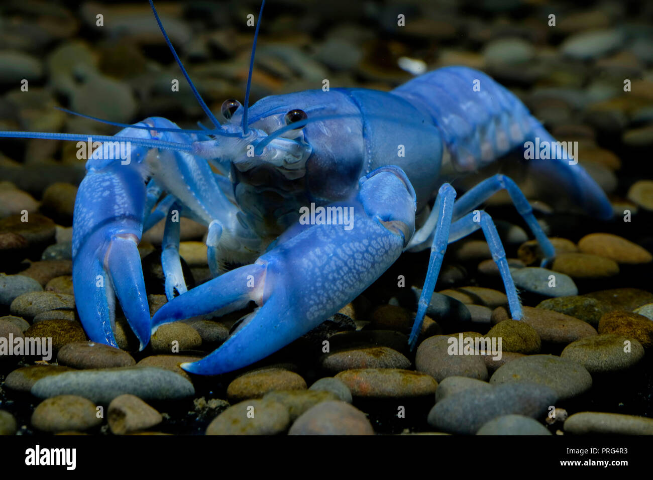 crayfish Cherax in the aquarium Stock Photo - Alamy