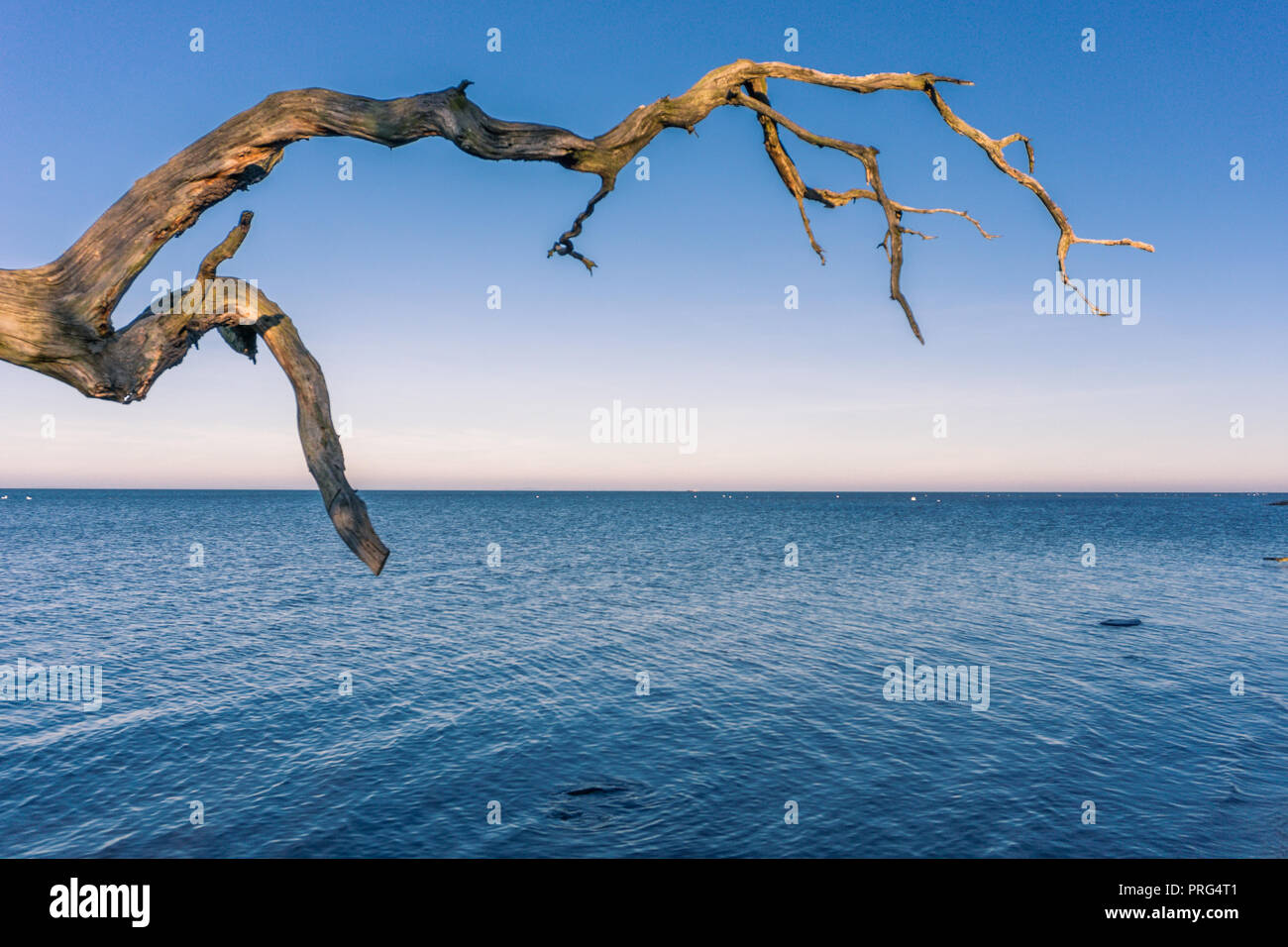 Weathered tree hi-res stock photography and images - Alamy