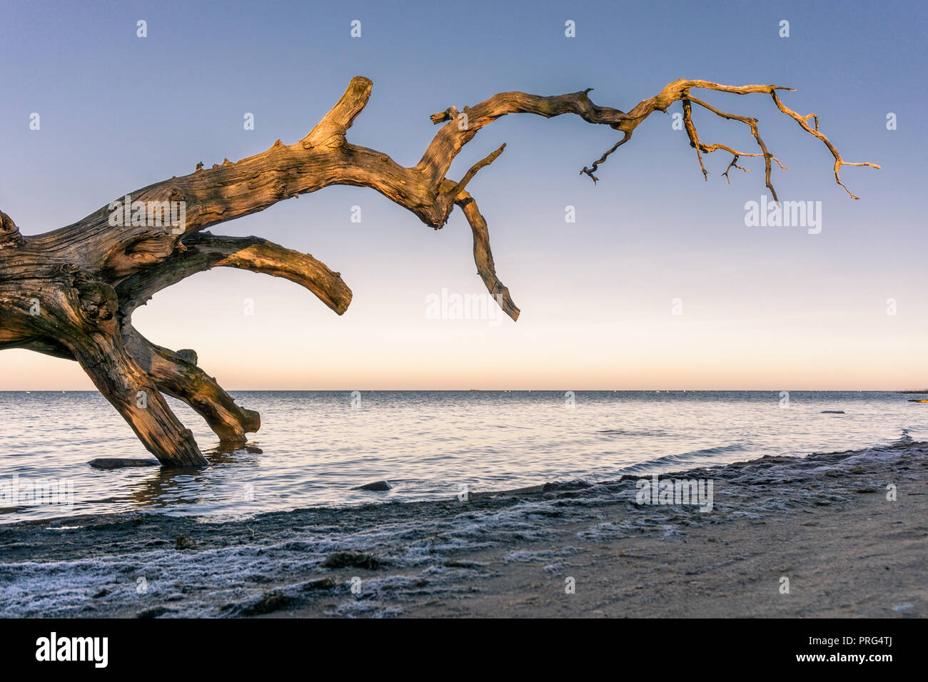 Weathered tree hi-res stock photography and images - Alamy