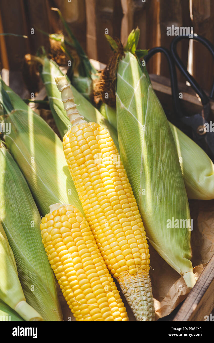 Maize grain fresh hi-res stock photography and images - Alamy