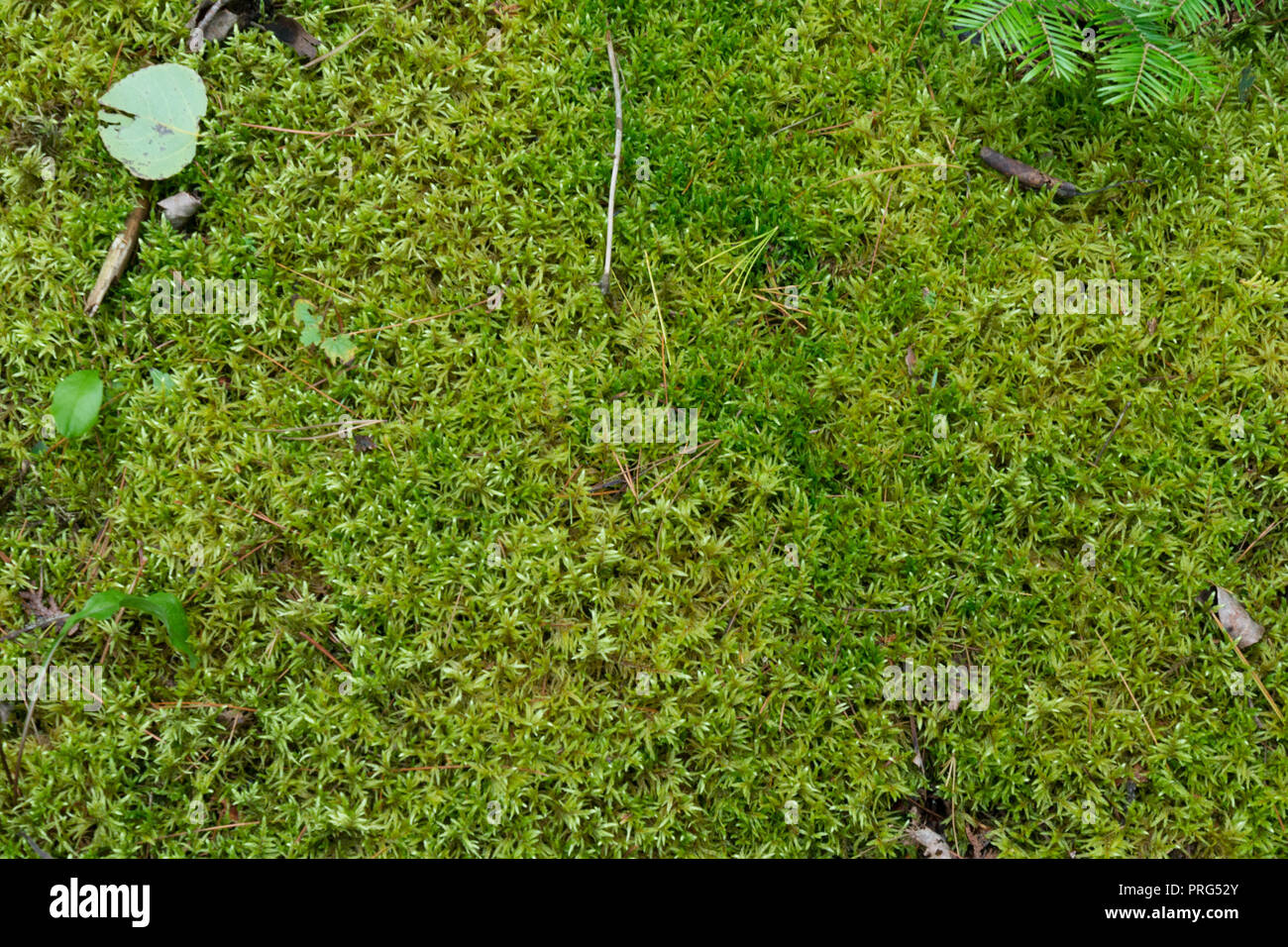 Soft green mossy woodland floor natural background with leaf debris and ...