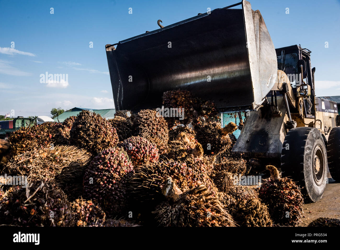Palm oil mill hi-res stock photography and images - Alamy