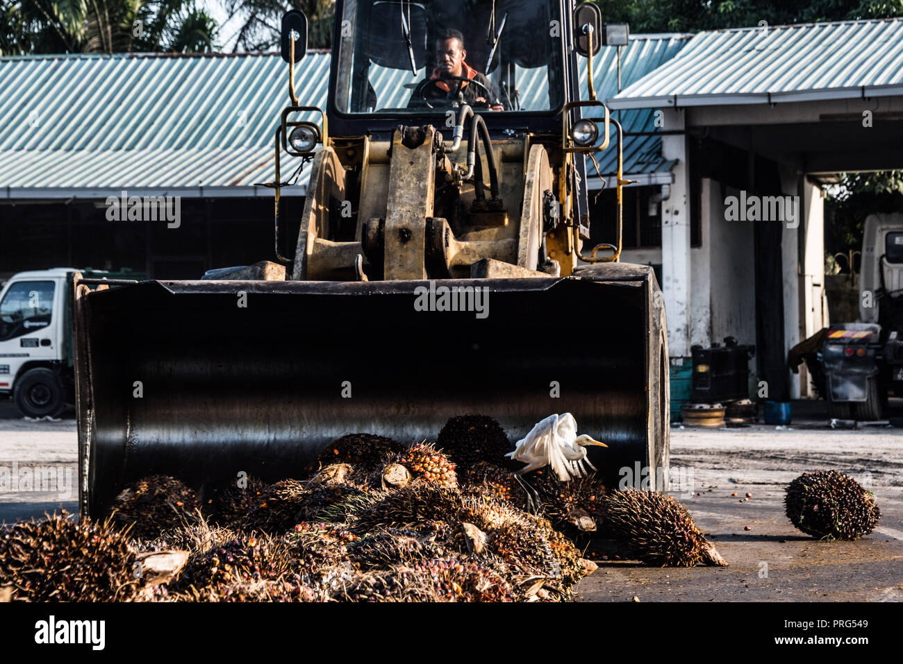 Oil palm fruit truck hi-res stock photography and images - Alamy