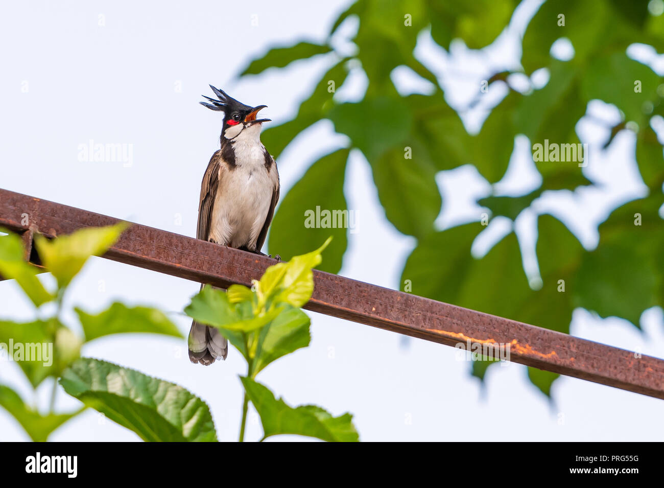 A red-whiskered bulbul bird is singing with the sharp tone Stock Photo ...