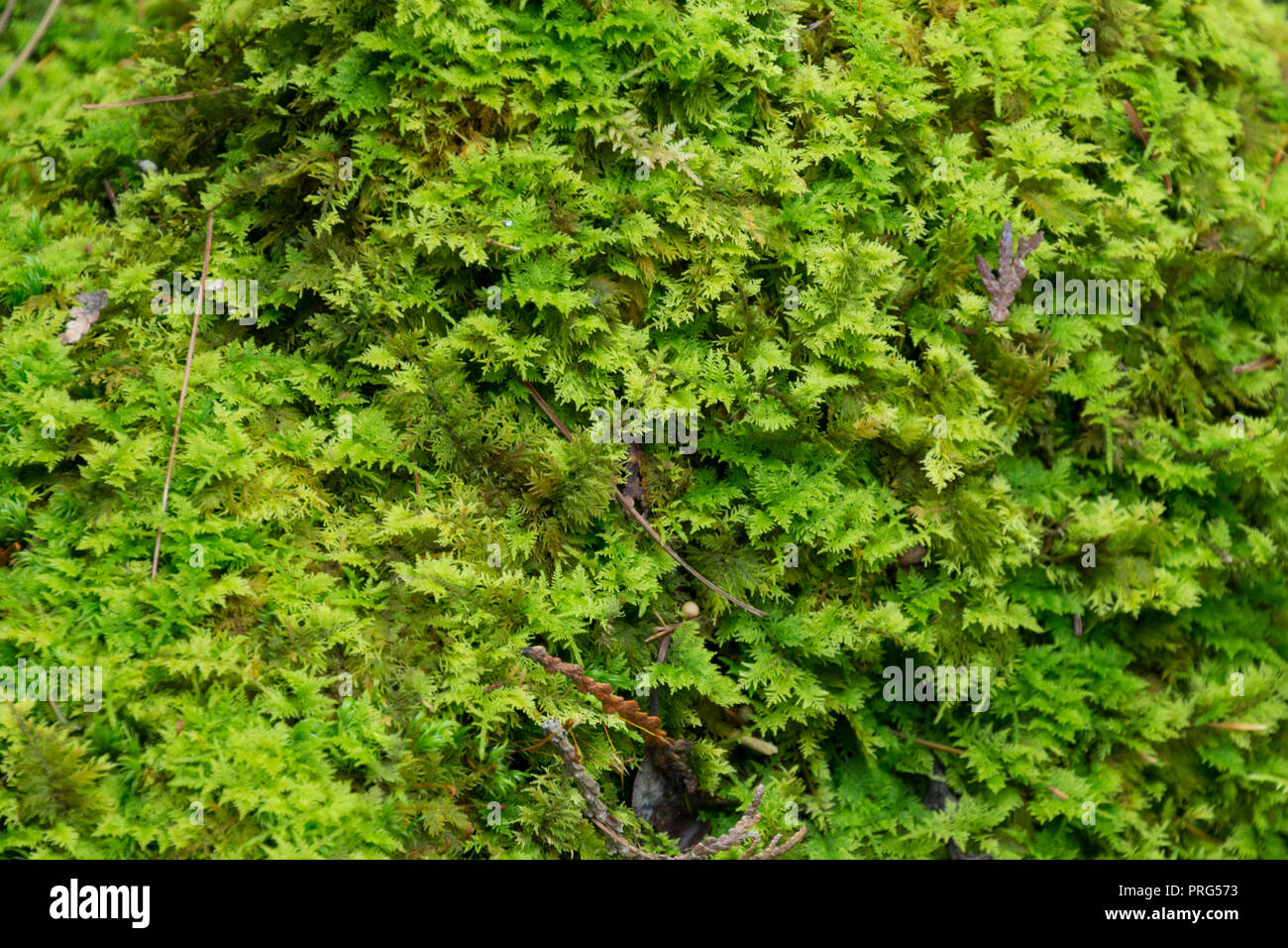 Woodland debris texture hi-res stock photography and images - Alamy