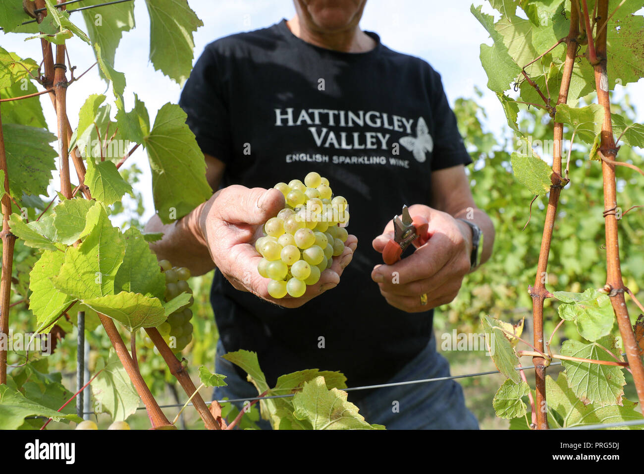 Tim Hides, Vineyard Logistics Manager for Hattingley Valley Wines ...