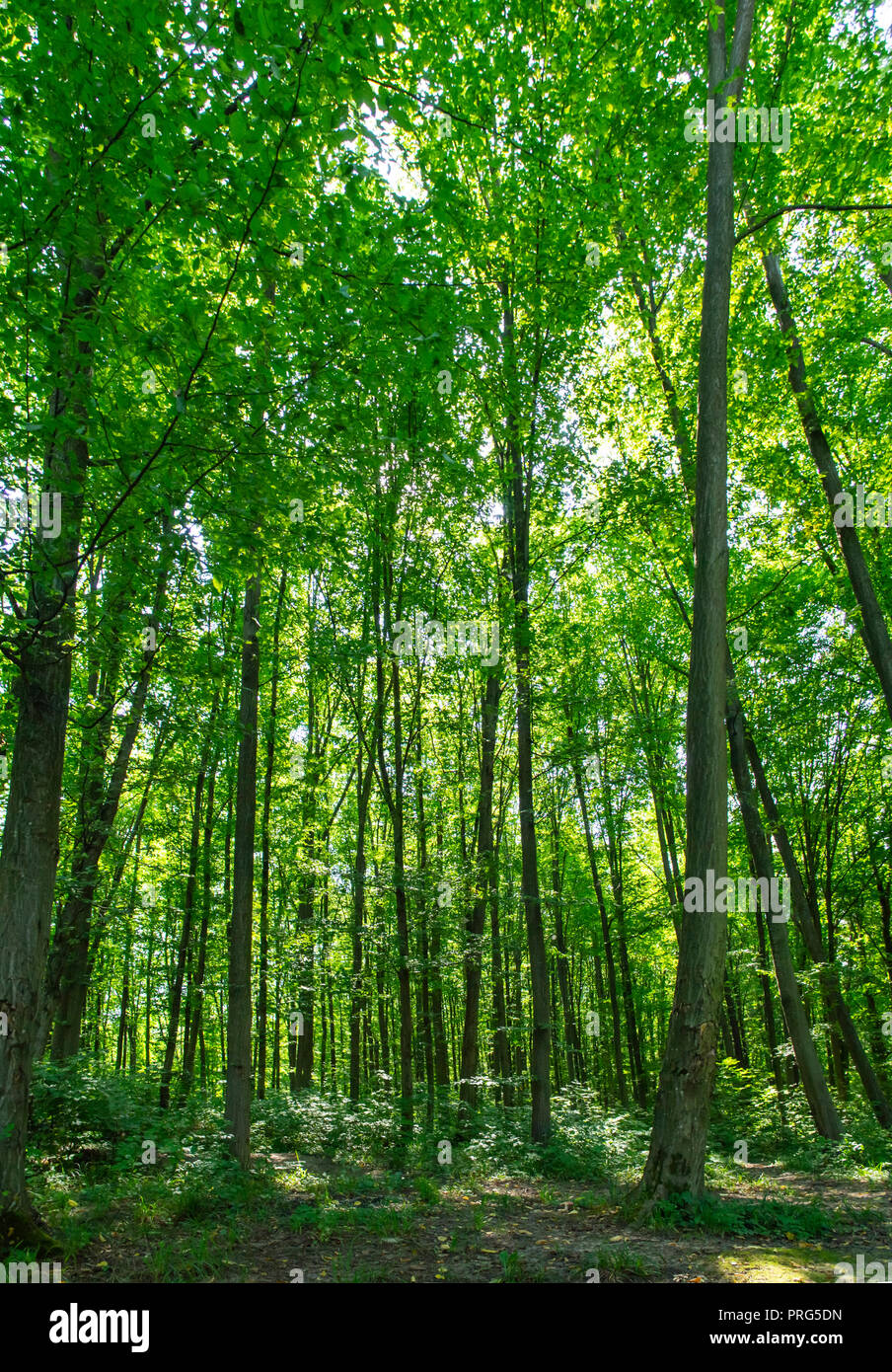 Forest trees with sunlight. Summer landscape Stock Photo - Alamy