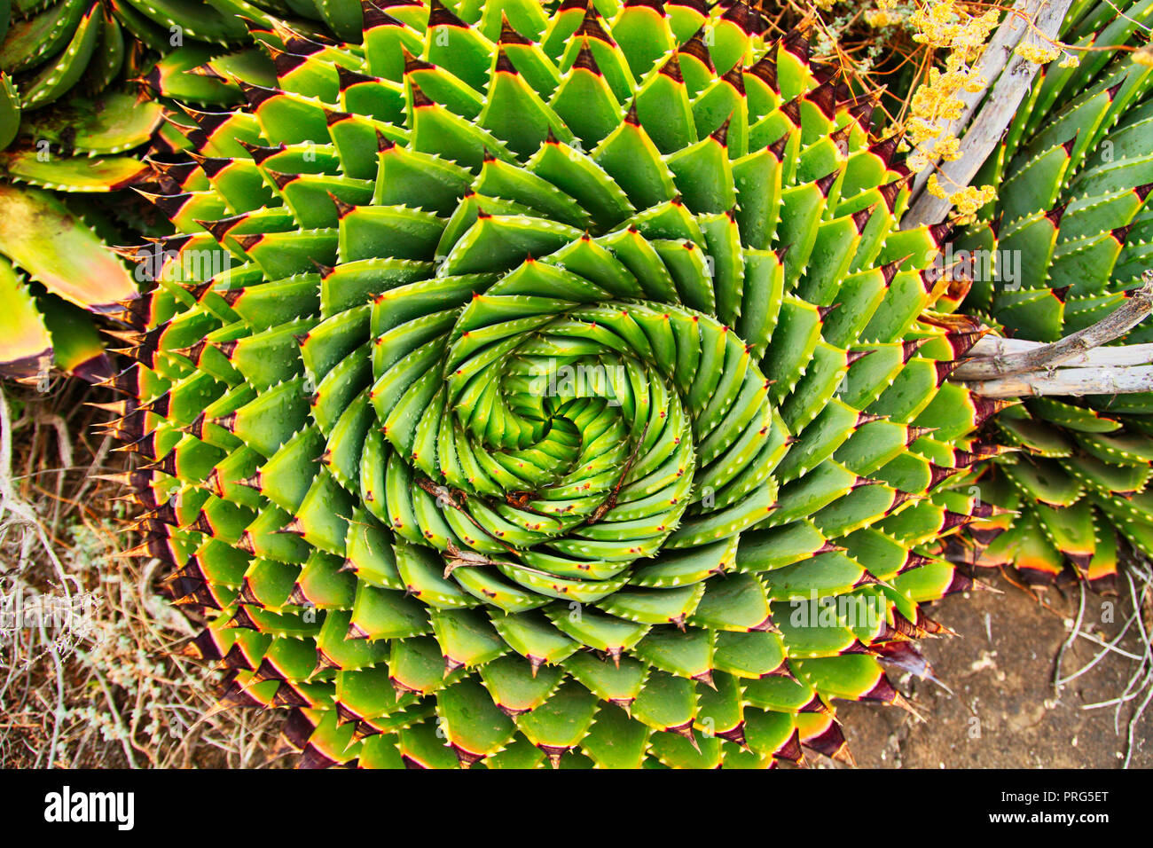 Spiral Aloe is a traditional plant in Lesotho Stock Photo - Alamy