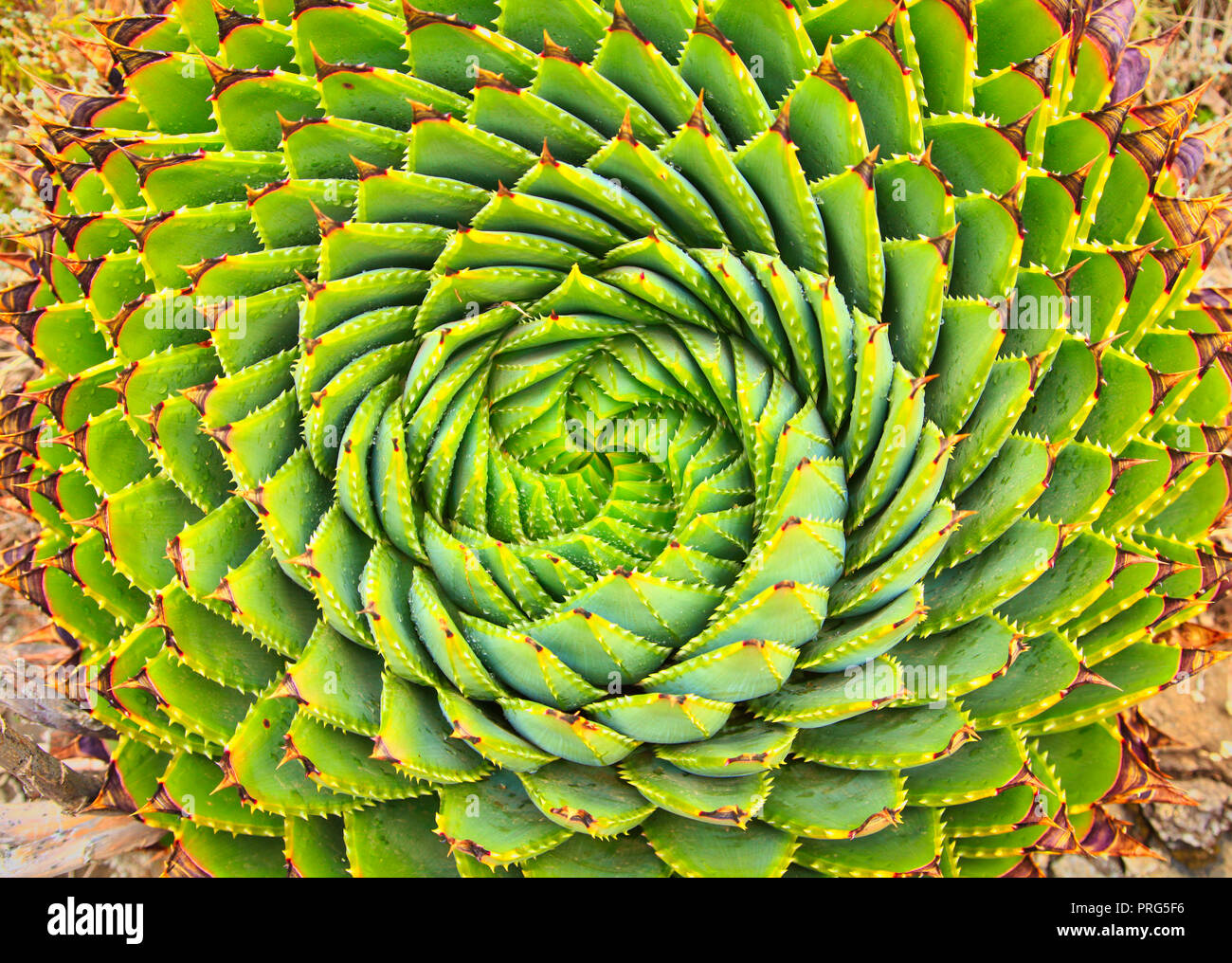 Spiral Aloe is a traditional plant in Lesotho Stock Photo - Alamy