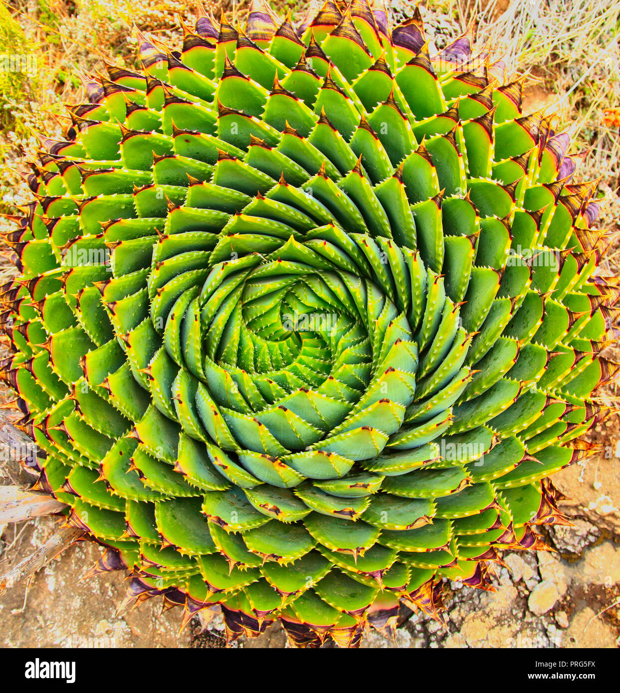Spiral Aloe is a traditional plant in Lesotho Stock Photo - Alamy