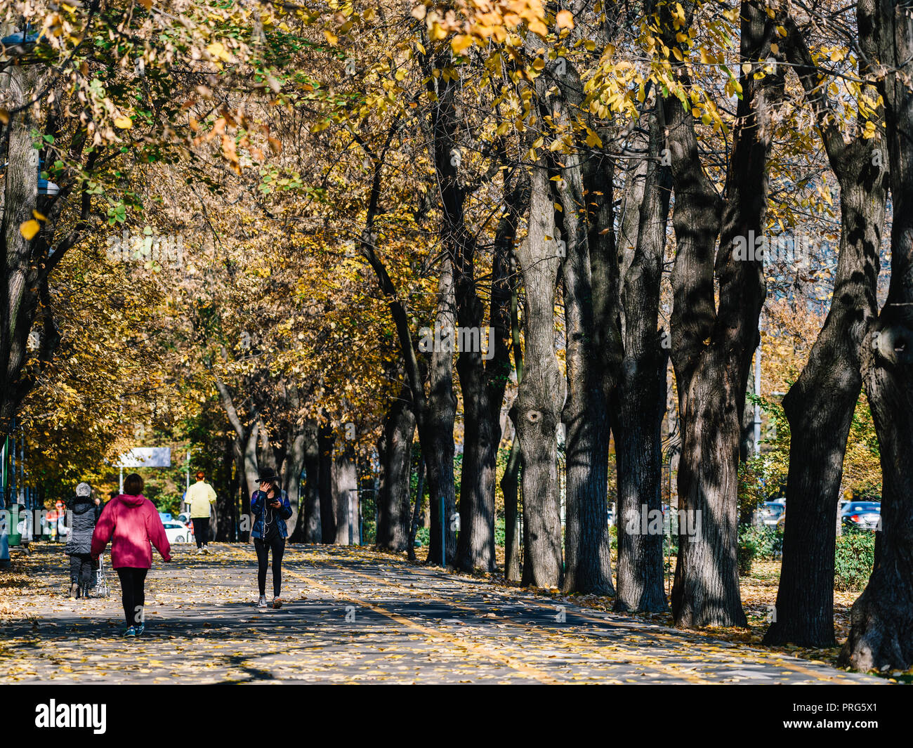 Parkland trees autumn fall grass hi-res stock photography and images ...