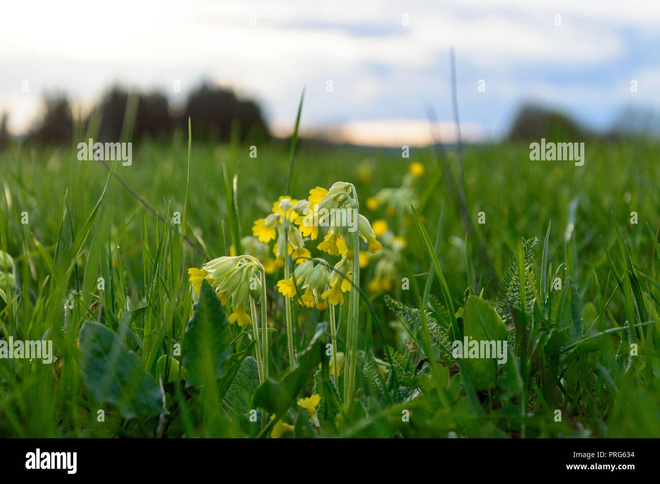 Cowslip Primrose Primula veris Primula officinalis Stock Photo - Alamy
