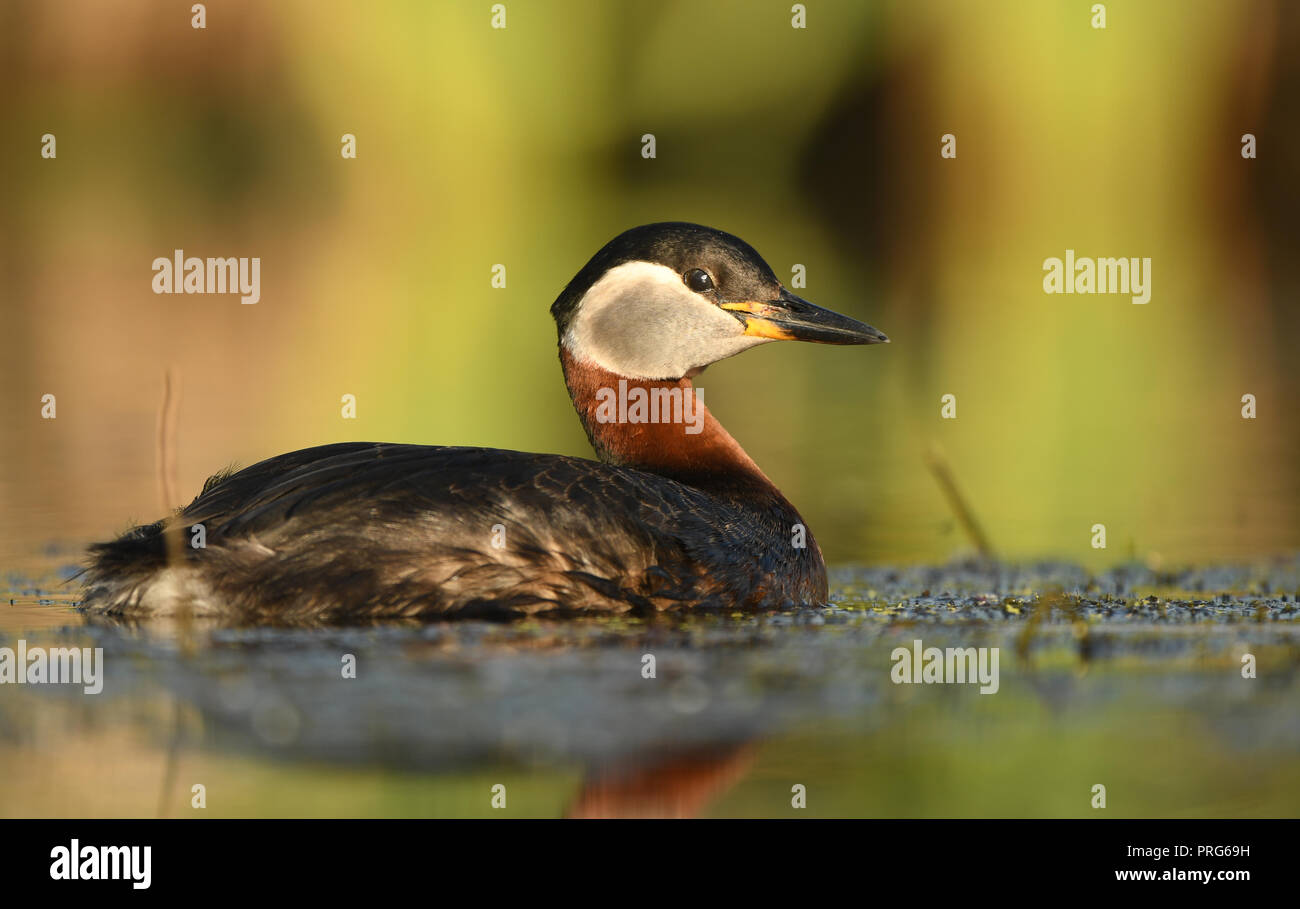 Red necked grebe (Podiceps grisegena Stock Photo - Alamy
