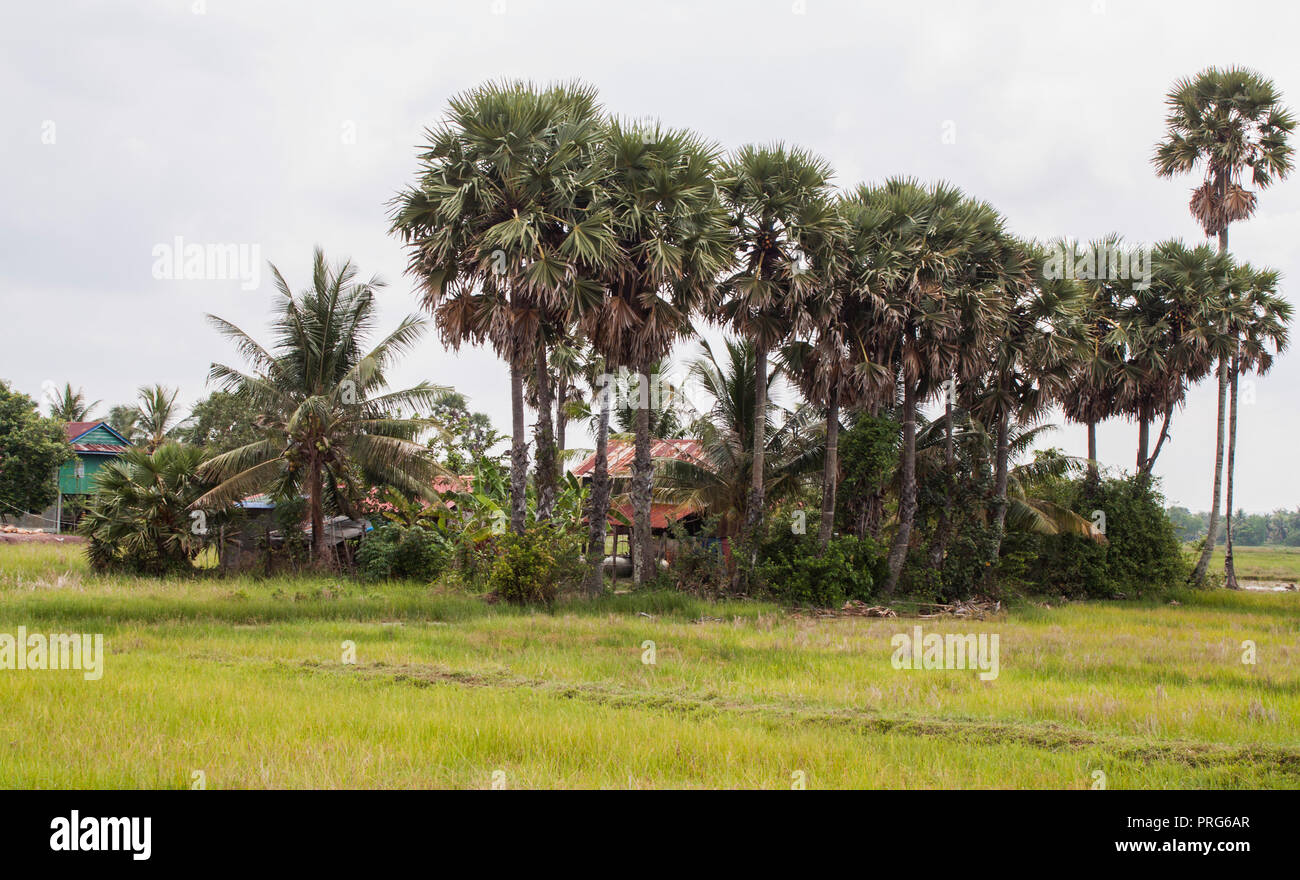 Rice fields, a bungalow, sugar and coconut palms in a small village in ...