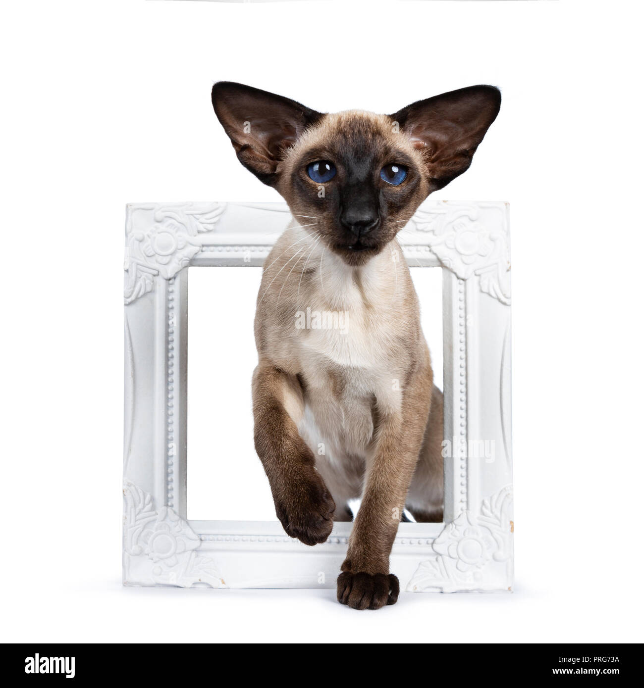 Excellent seal point Siamese cat kitten standing front view through a ...