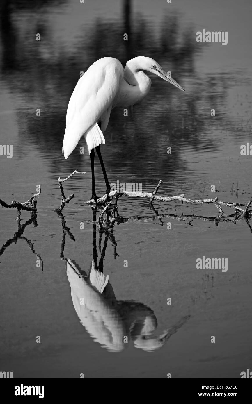 Quality bird Black and White Stock Photos & Images - Alamy