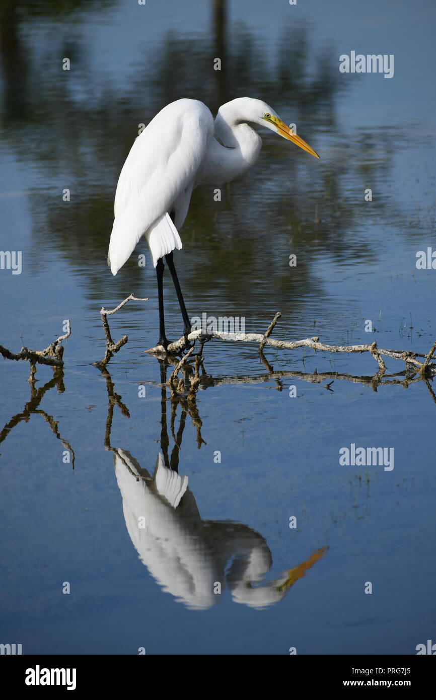 bird on reflection Stock Photo - Alamy