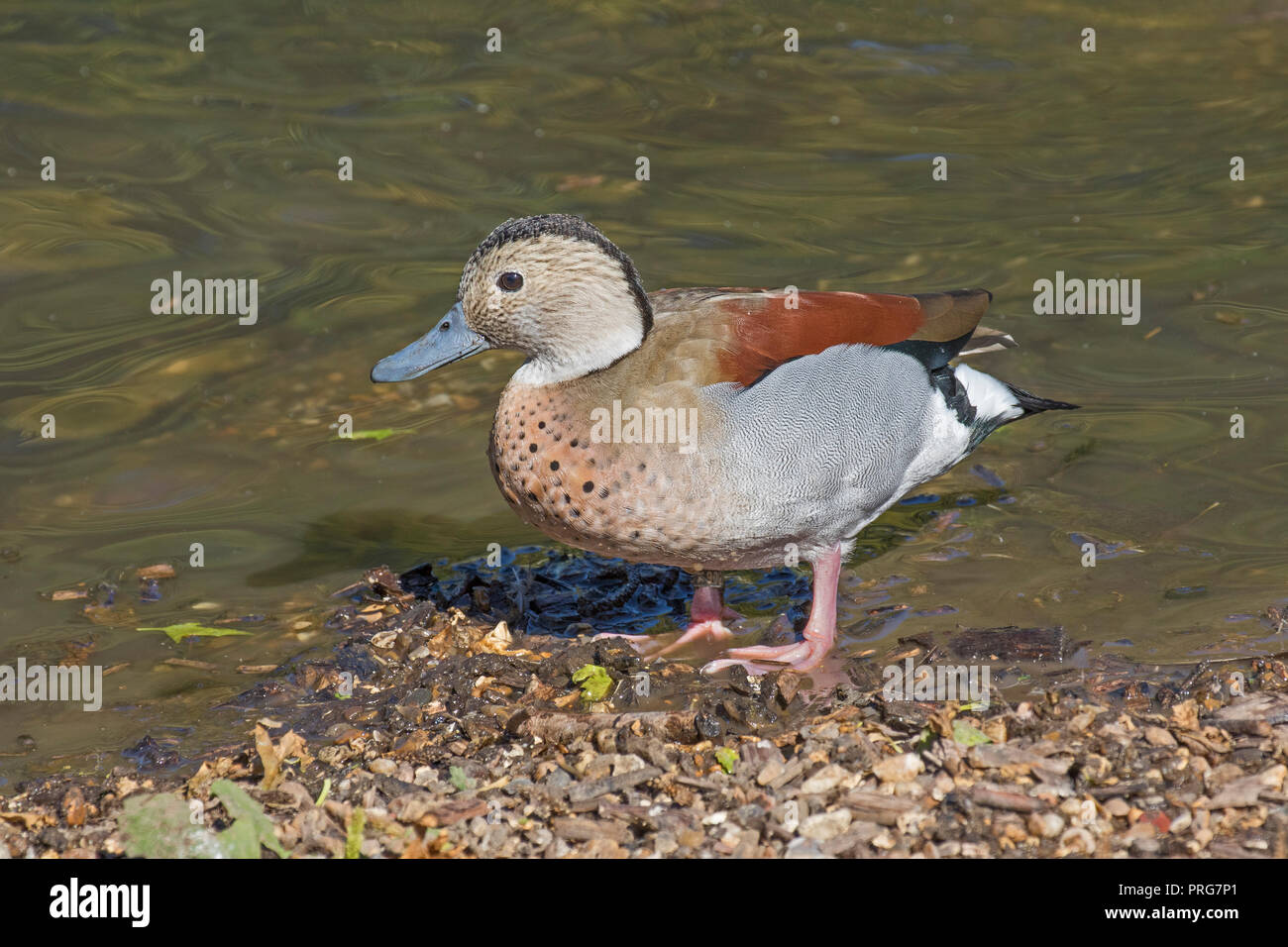 Ringed Teal (Calonetta leucophrys Stock Photo - Alamy
