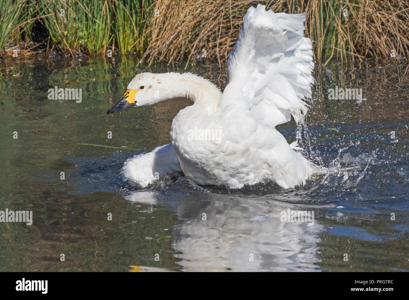 Bathing swan hi-res stock photography and images - Alamy