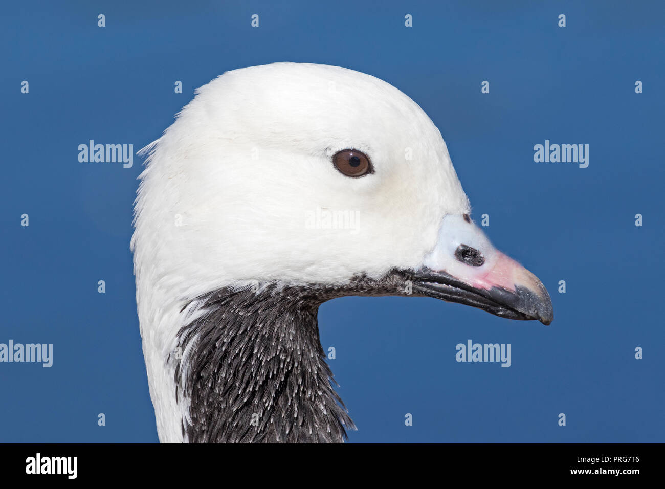 Emperor goose hi-res stock photography and images - Alamy