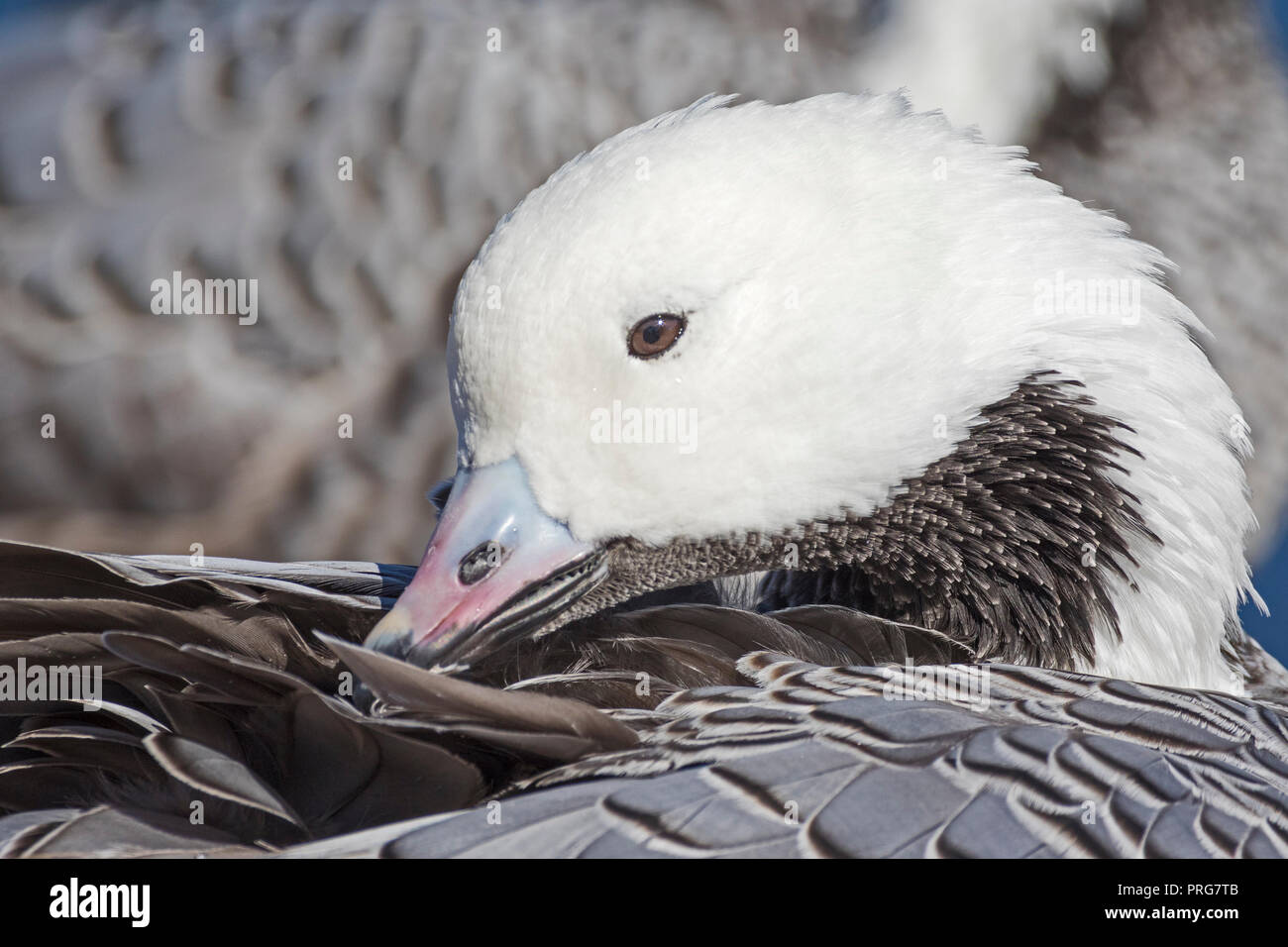 Emperor goose hi-res stock photography and images - Alamy