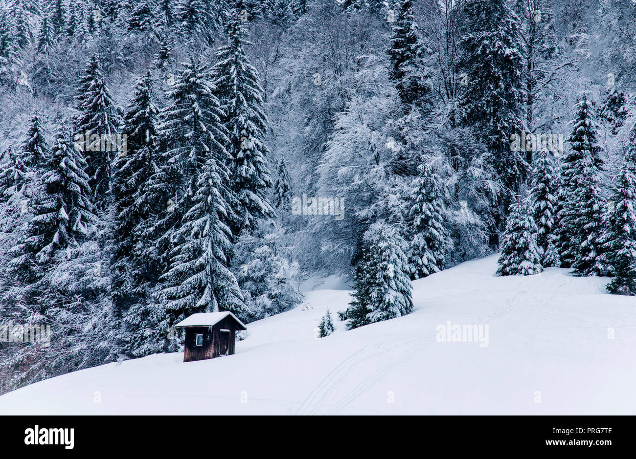 Beautiful white forest mountain hi-res stock photography and images - Alamy