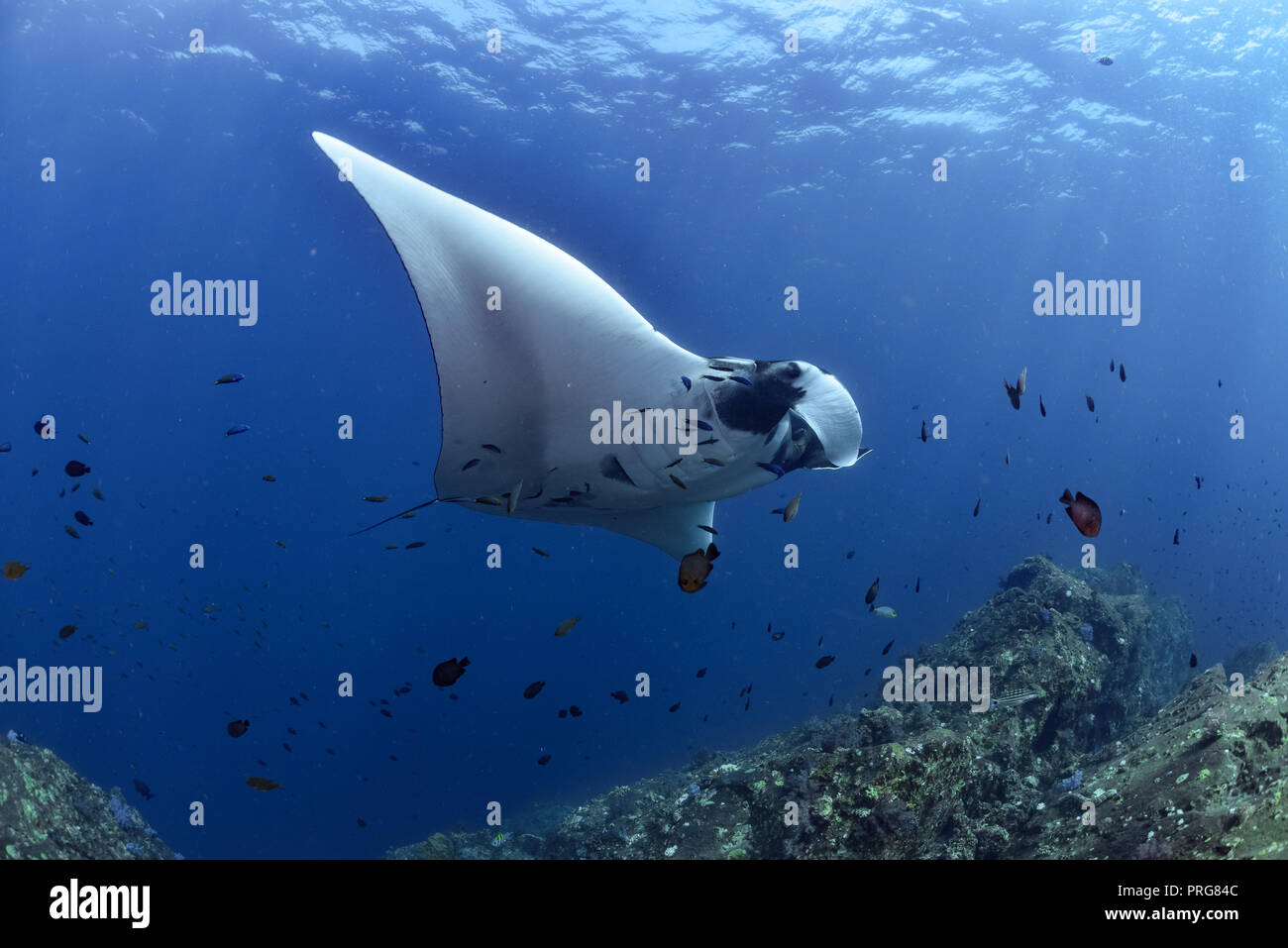 Manta Ray at Hin Daeng Stock Photo - Alamy