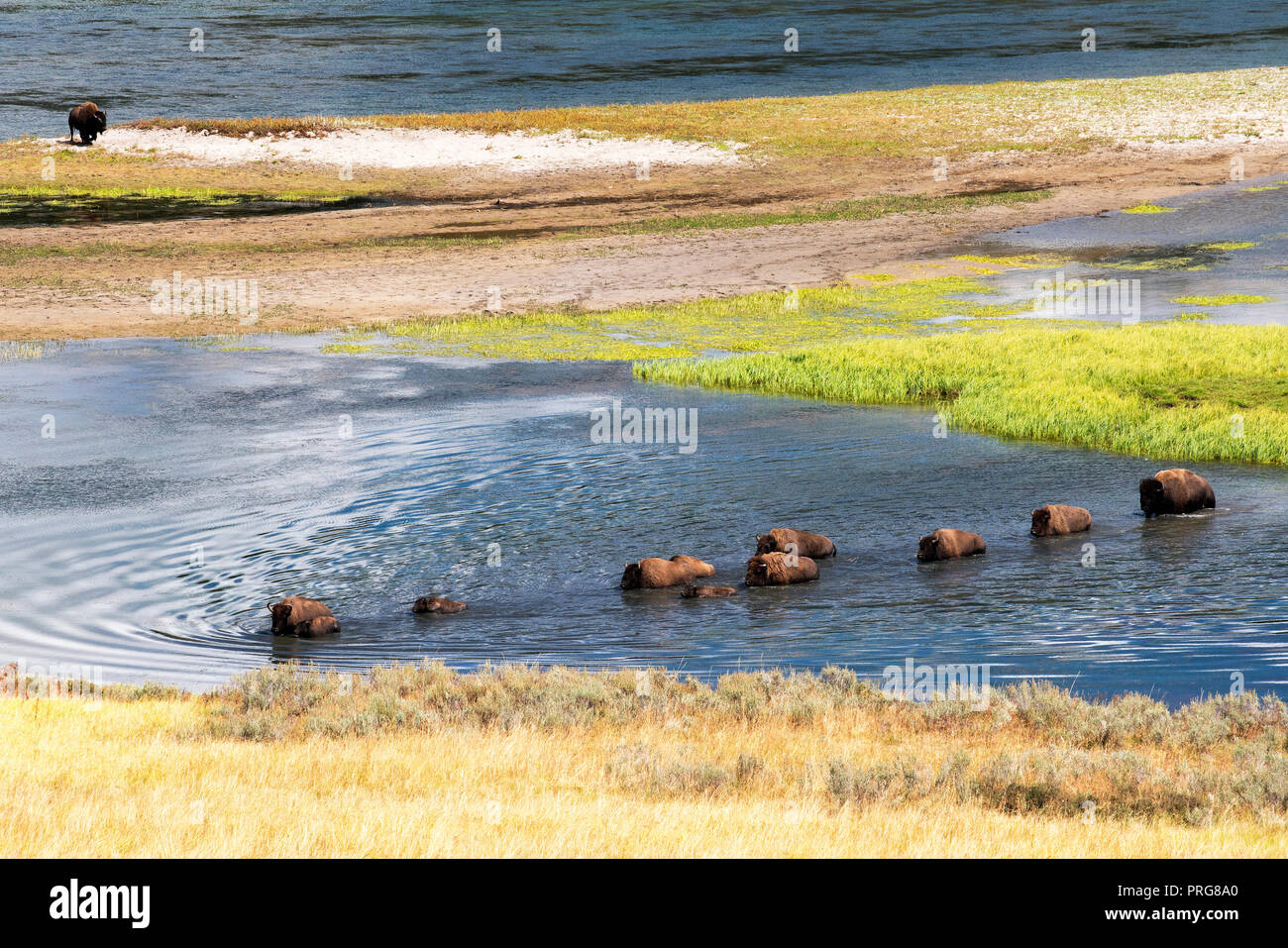 Bison crossing the Yellowstone River at Hayden Valley in Yellowstone ...