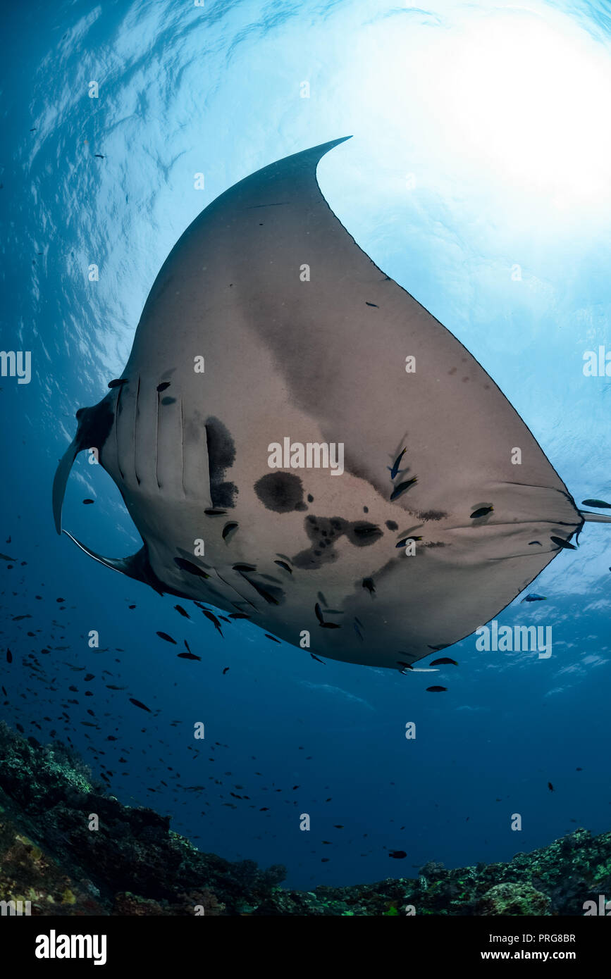 Manta Ray at Hin Daeng Stock Photo - Alamy