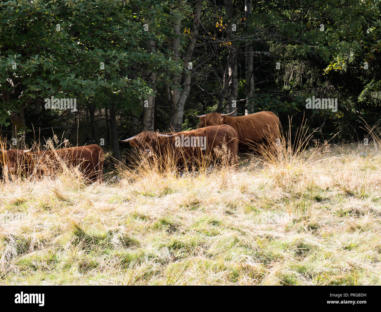 Highland cattle in the swiss alps at a remote village in the woods ...