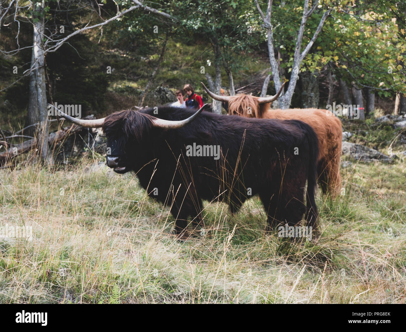 Highland cattle in the swiss alps at a remote village in the woods ...