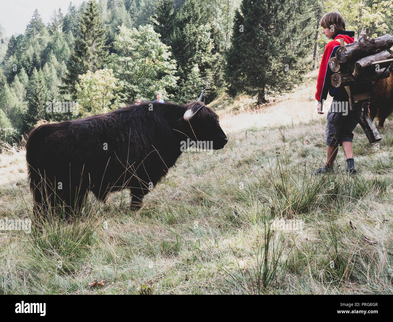 Highland cattle in the swiss alps at a remote village in the woods ...
