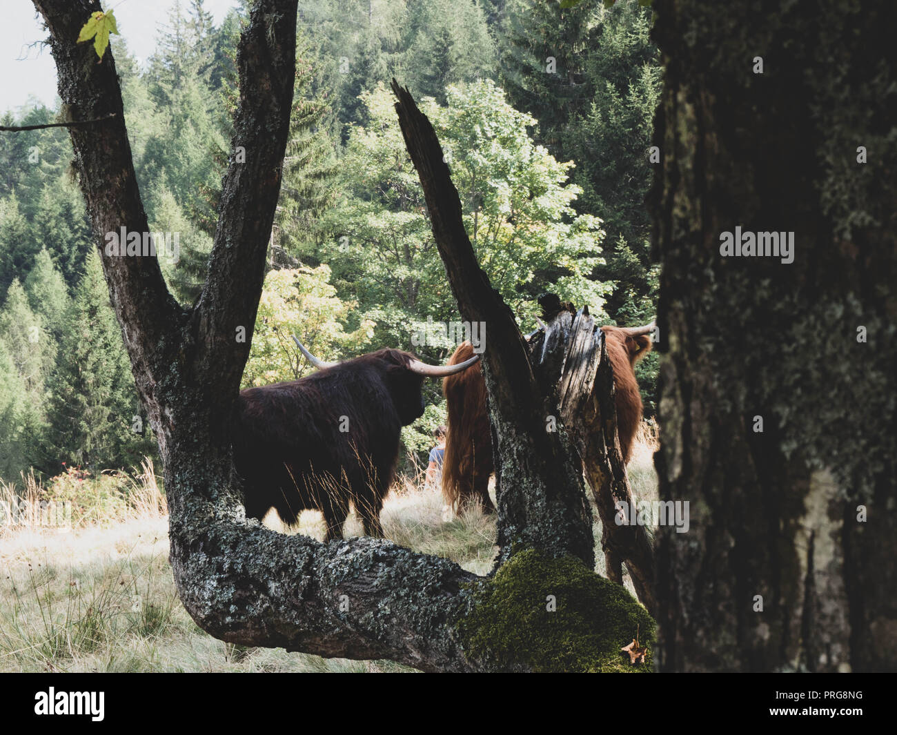 Highland cattle in the swiss alps at a remote village in the woods ...
