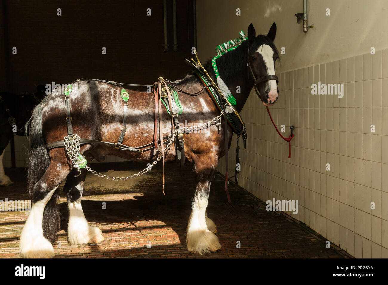 Draught draft heavy horses working at historic Heineken brewery ...