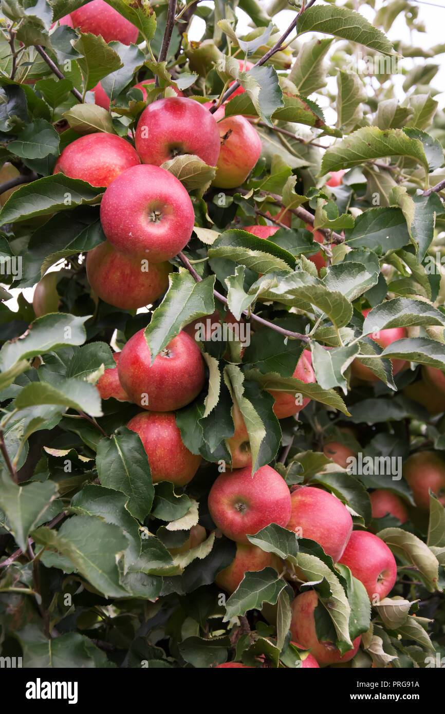 Big cluster hi-res stock photography and images - Alamy