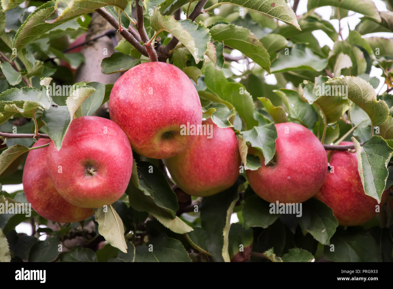 Apples hanging on the tree hi-res stock photography and images - Alamy