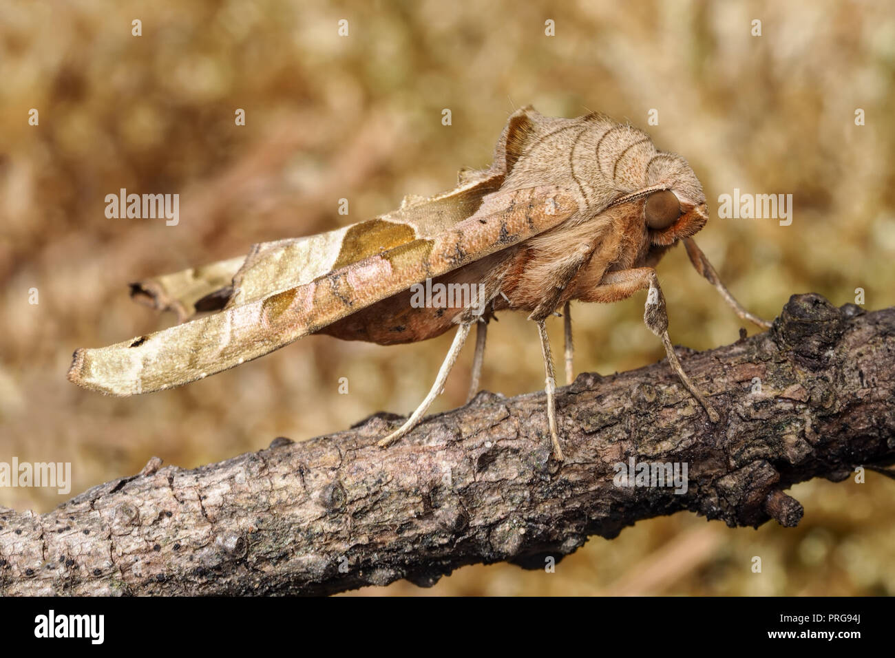 Angle Shades moth (Phlogophora meticulosa) perched on tree branch ...