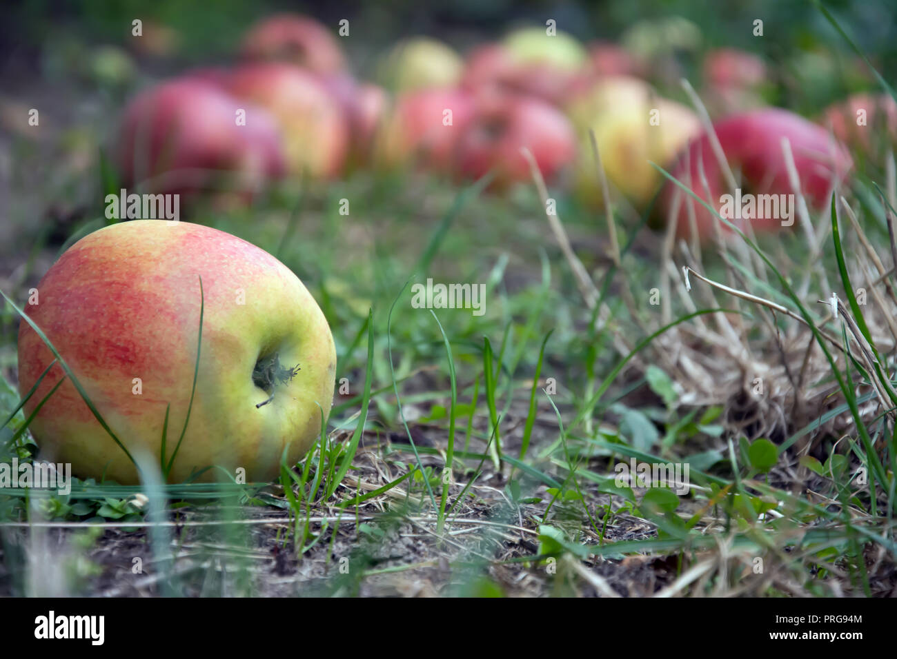 Windfall Apples Orchard High Resolution Stock Photography and Images ...