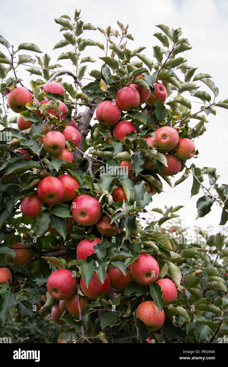 Apple tree with lots of ripe, red apple fruits Stock Photo - Alamy