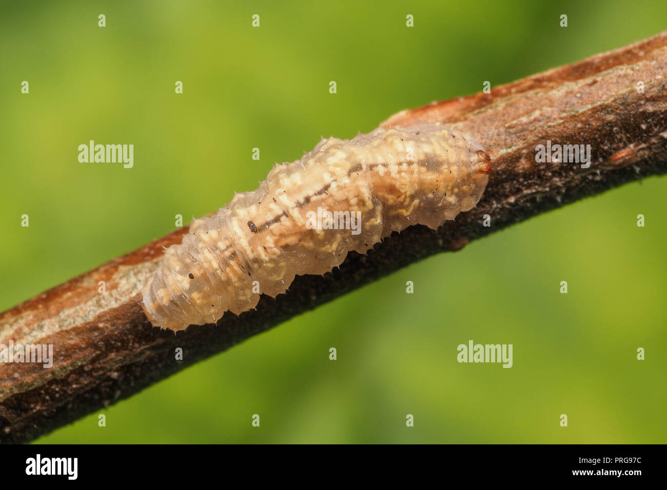 Syrphus larvae hi-res stock photography and images - Alamy