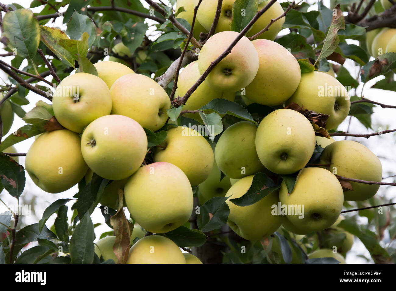 Huge cluster hi-res stock photography and images - Alamy