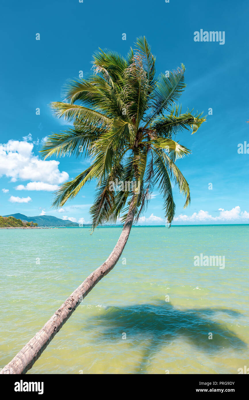 Green Bay Tree High Resolution Stock Photography and Images - Alamy