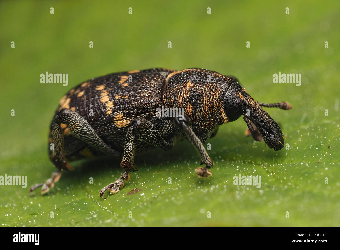 True weevils hi-res stock photography and images - Alamy