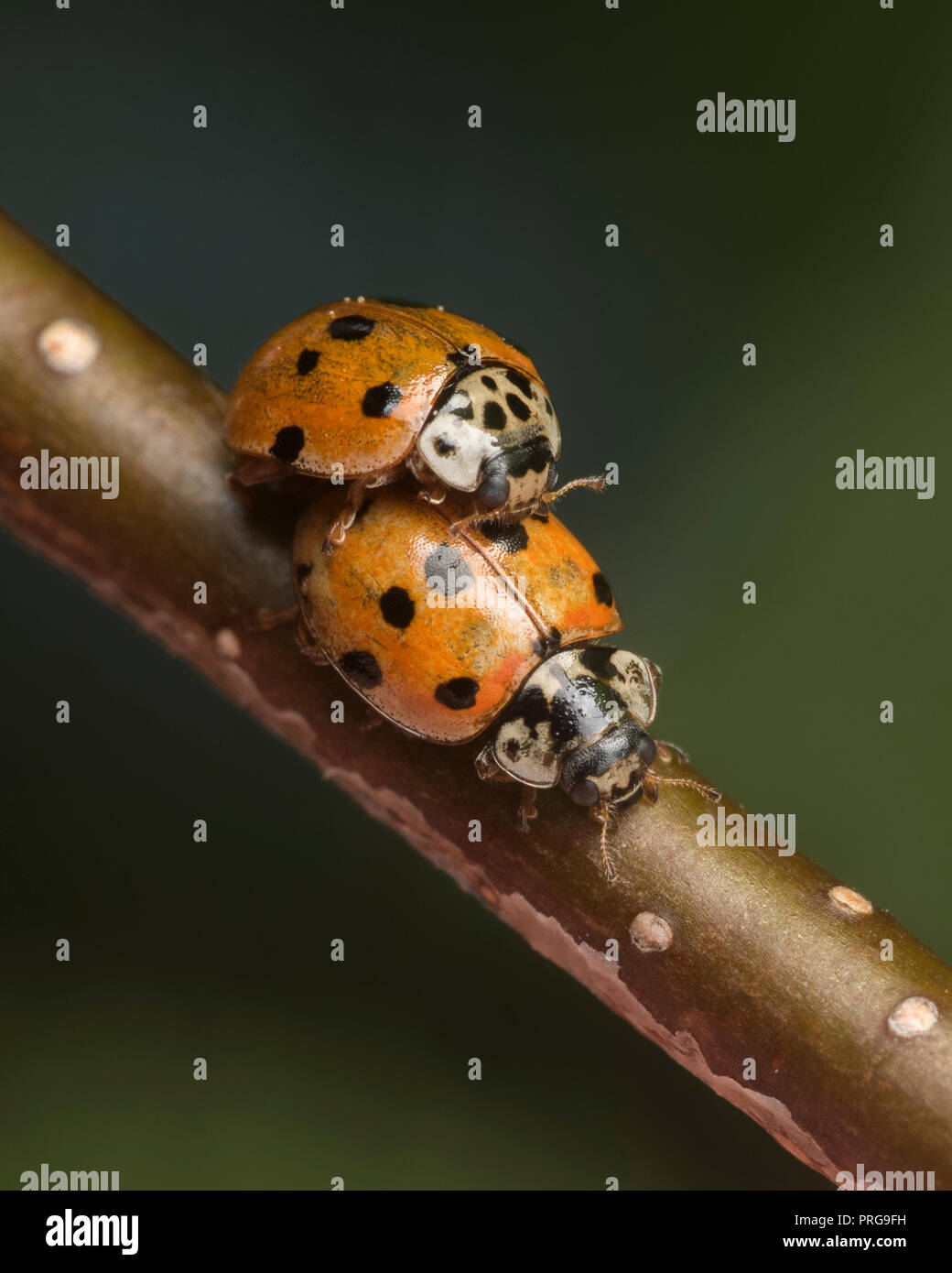 10 spot ladybird adalia 10 punctata hi-res stock photography and images ...