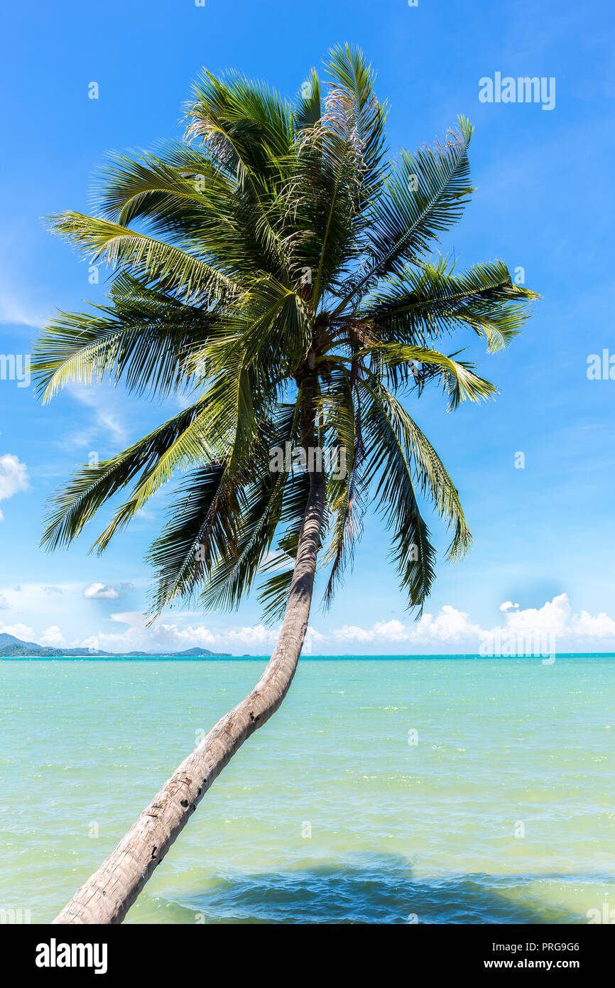 Coconut tree on the ocean against blue sky in koh samui island in ...