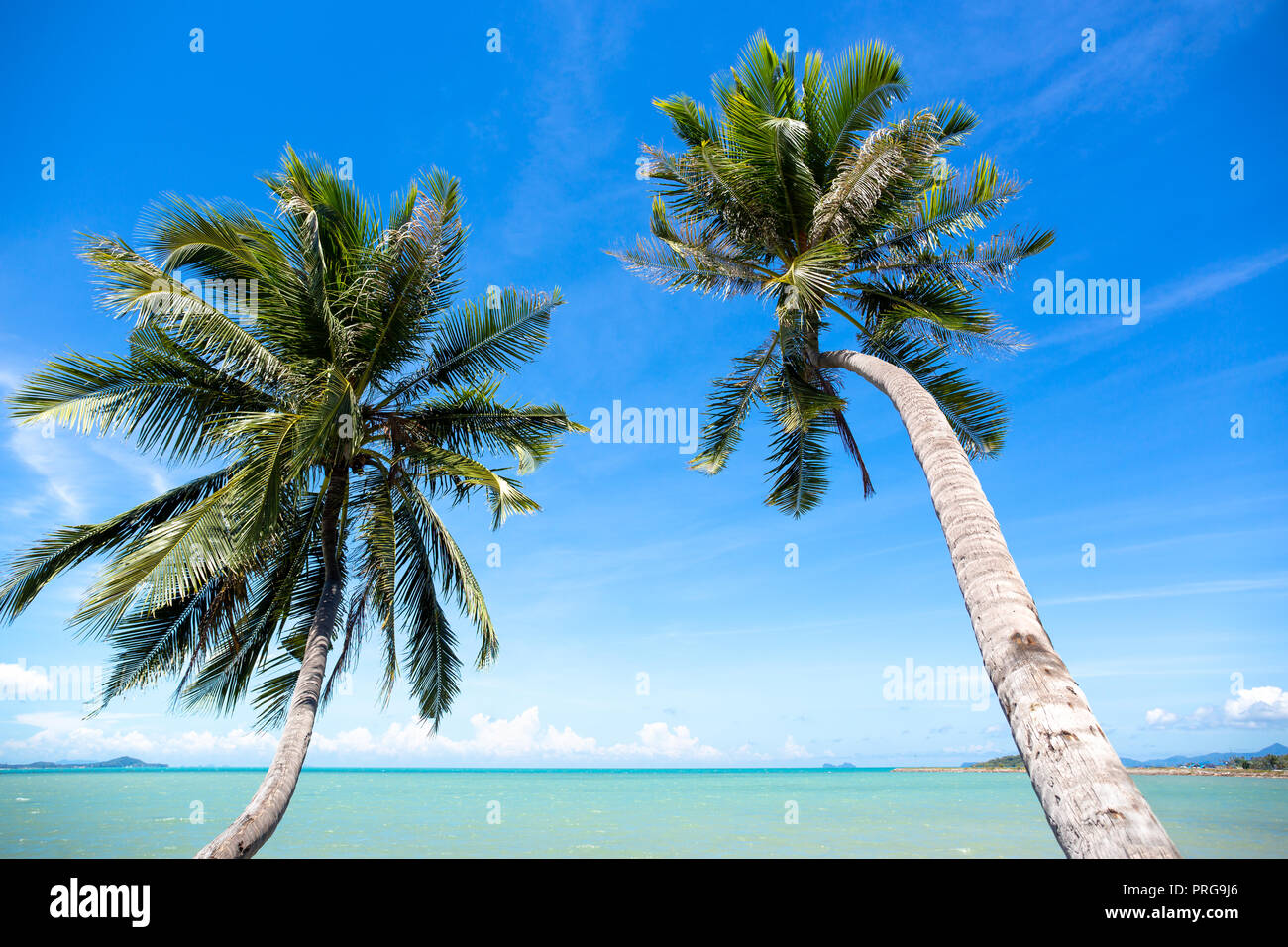 Coconut tree on the ocean against blue sky in koh samui island in ...